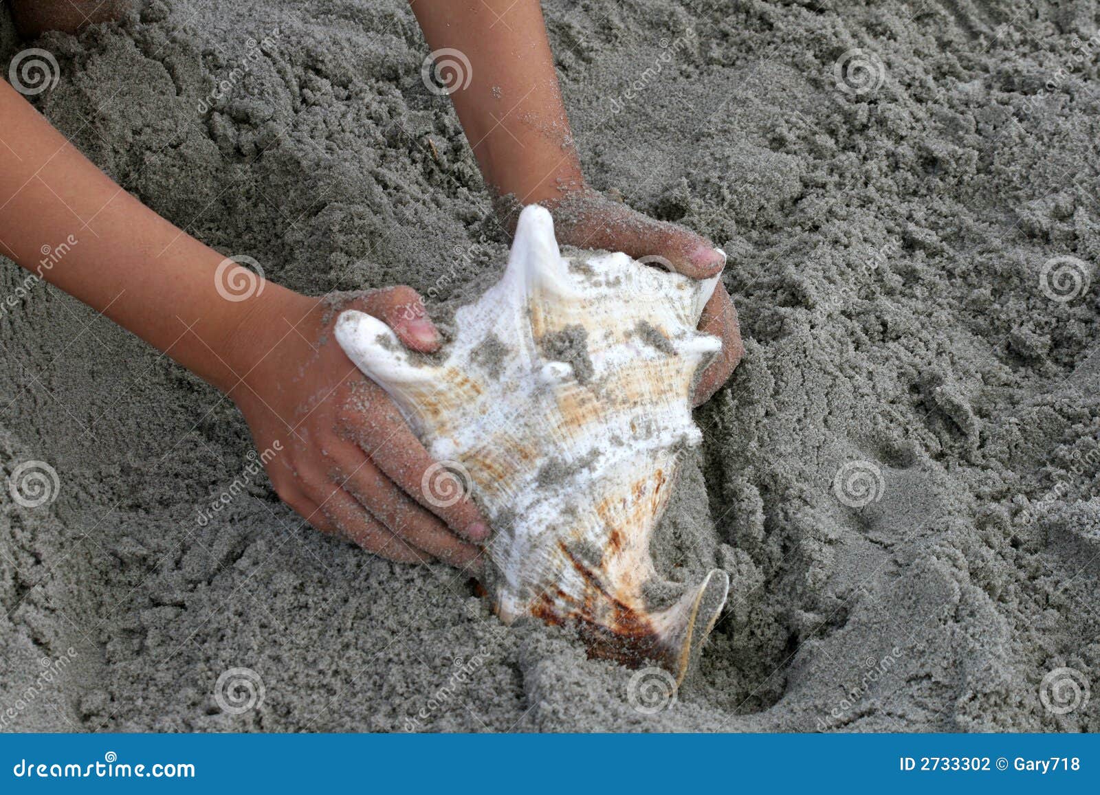 Beautiful Giant Sea Shell Picture. Image: 2733302