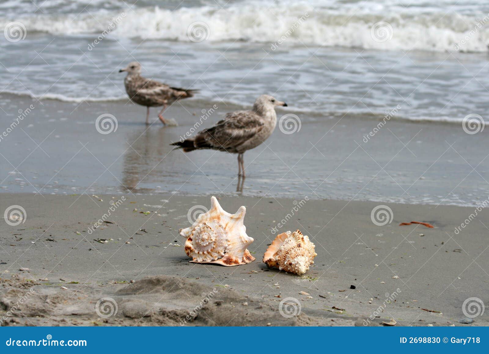 Beautiful giant sea shells stock photo. Image of ocean - 2698830