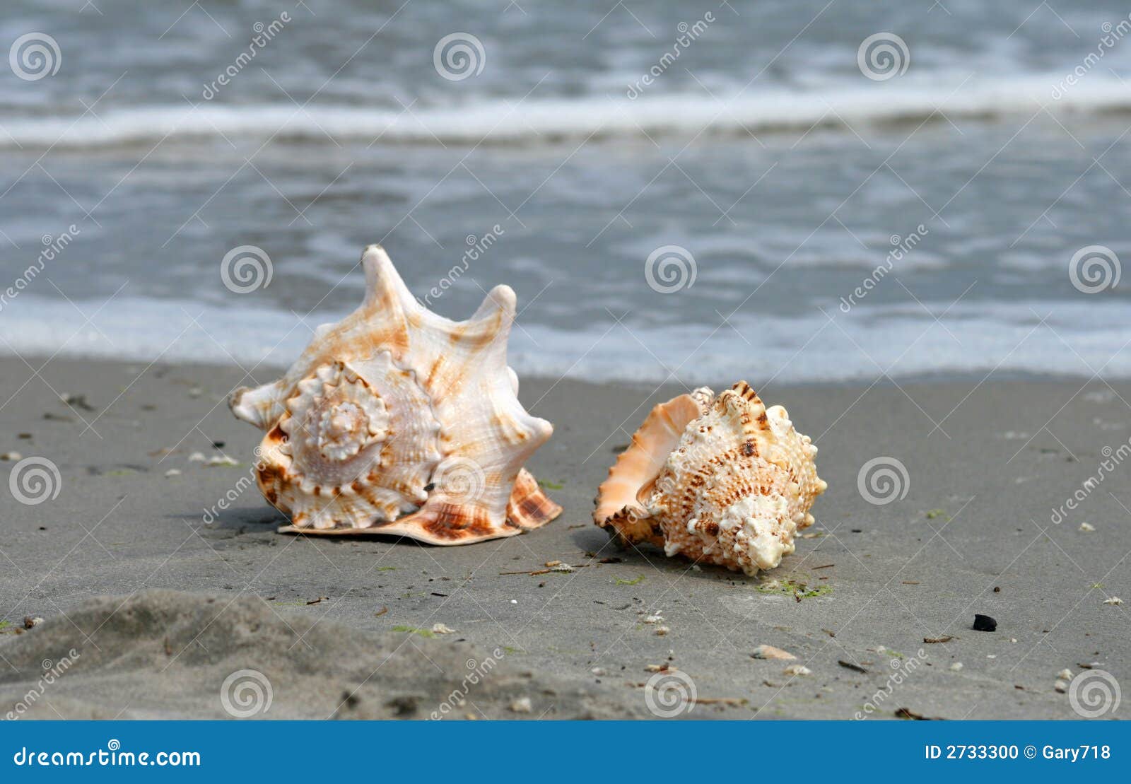 Beautiful giant sea shells stock photo. Image of city - 2733300