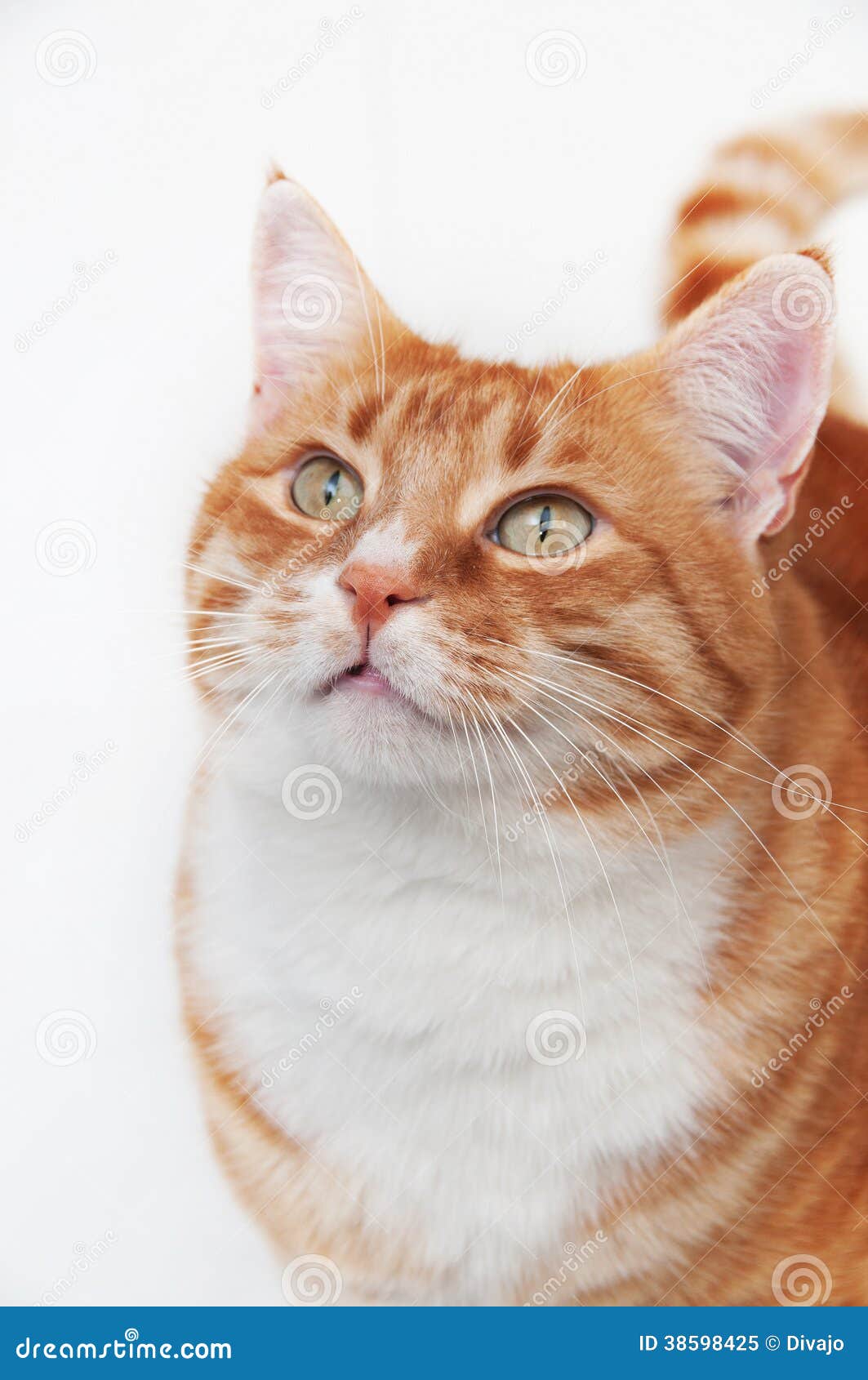 Beautiful ginger cat stock image. Image of playful, orange - 38598425