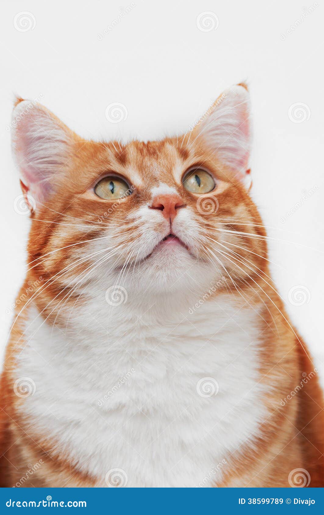 Beautiful ginger cat stock image. Image of white, anticipation - 38599789
