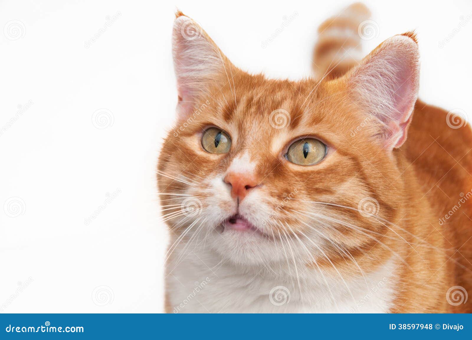 Beautiful ginger cat stock photo. Image of white, feline - 38597948