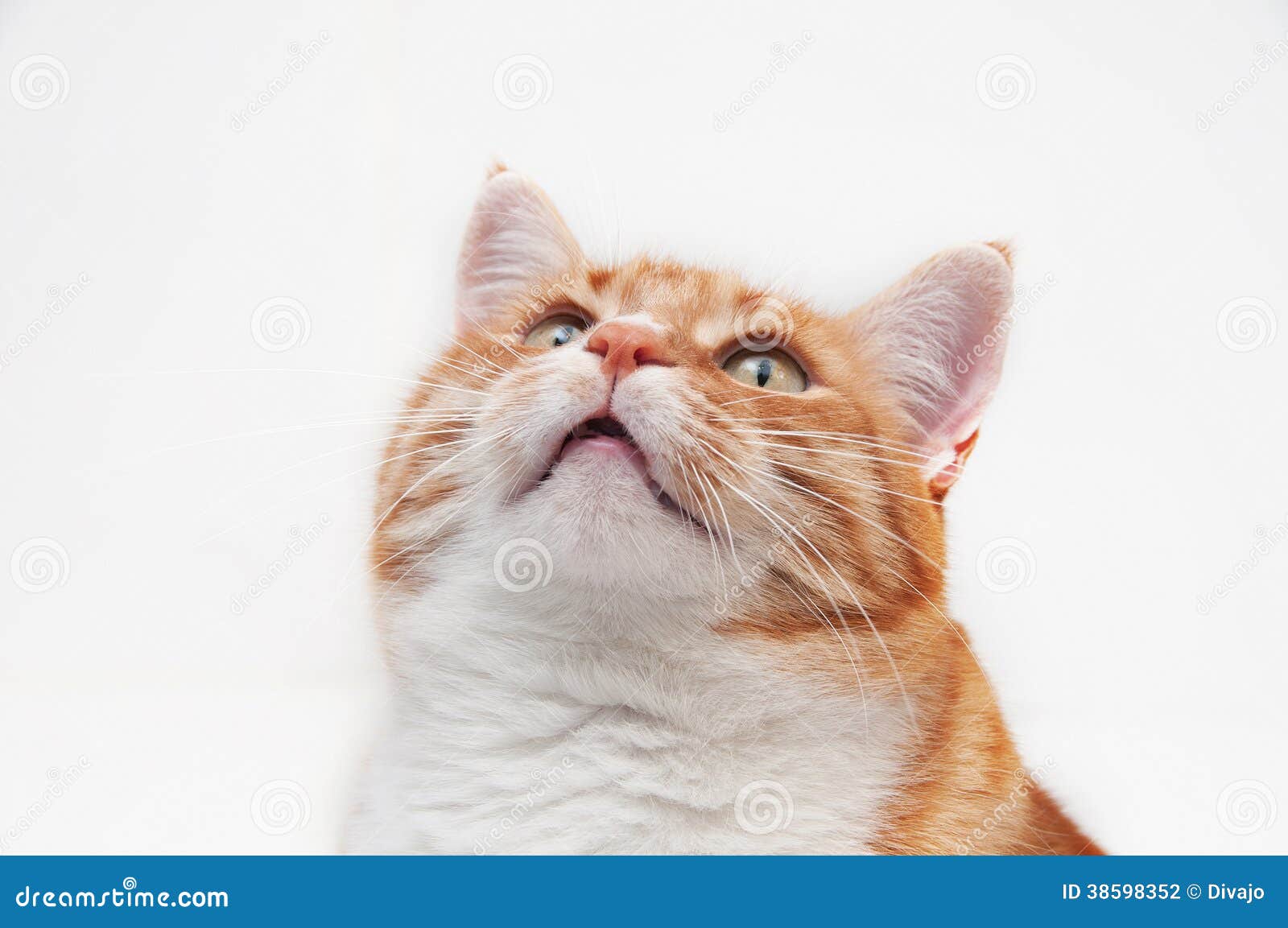 Beautiful ginger cat stock photo. Image of feline, cats - 38598352