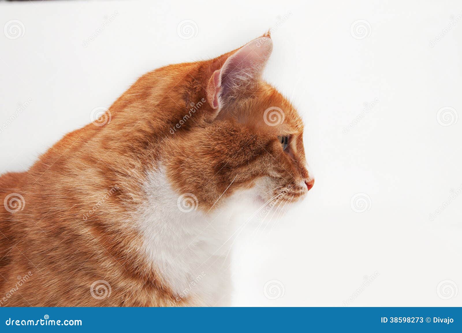 Beautiful ginger cat stock image. Image of animal, ginger - 38598273