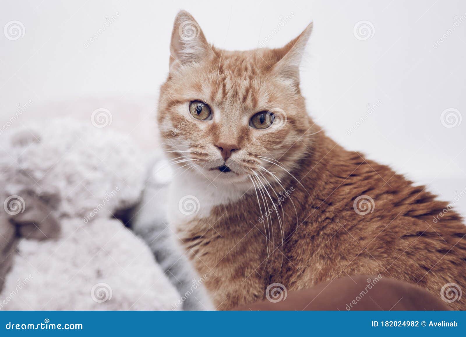 Beautiful Ginger Cat Closeup, British Shorthair Stock Photo - Image of ...