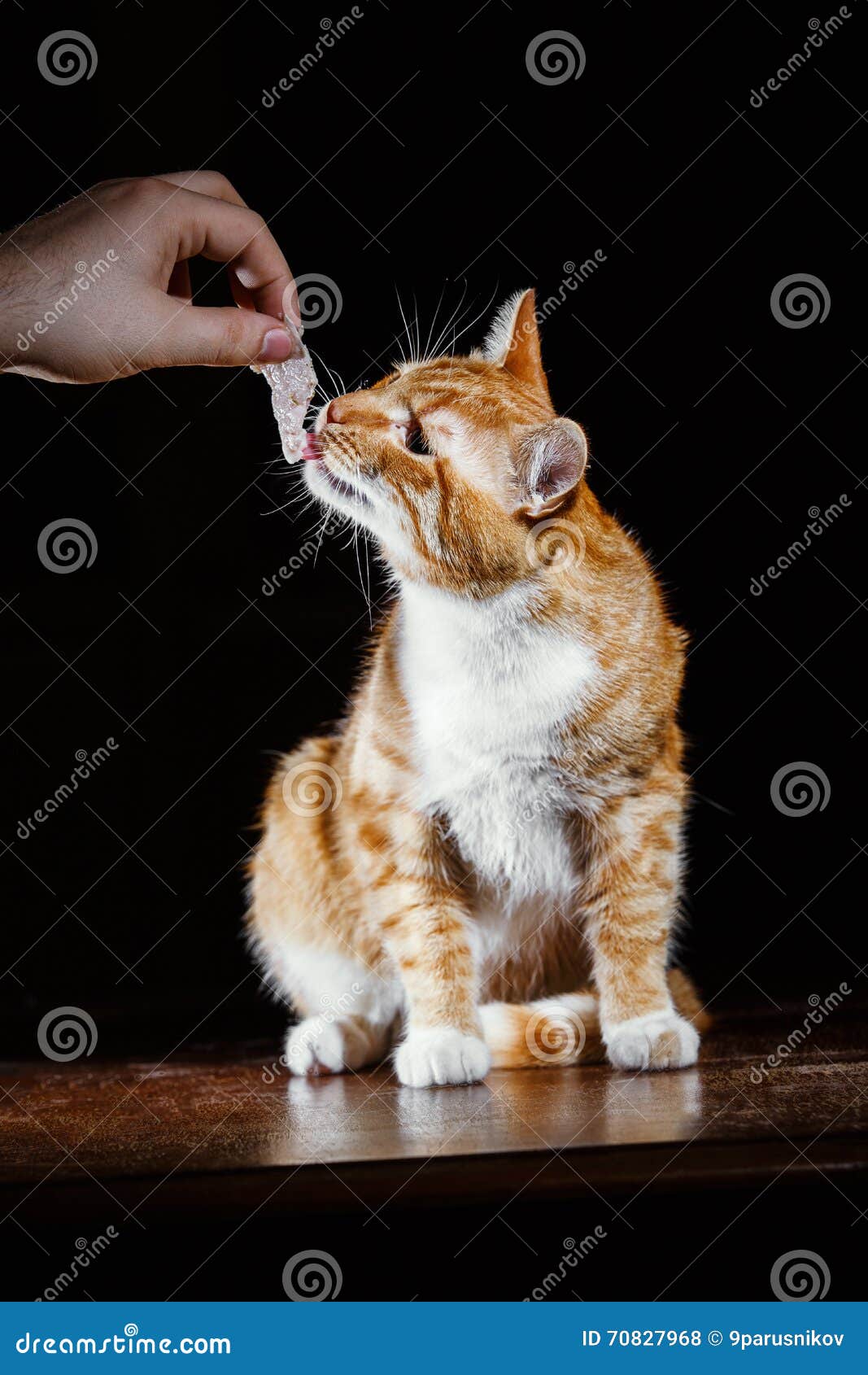 Beautiful Ginger Cat Eating with Hands Stock Photo - Image of food ...