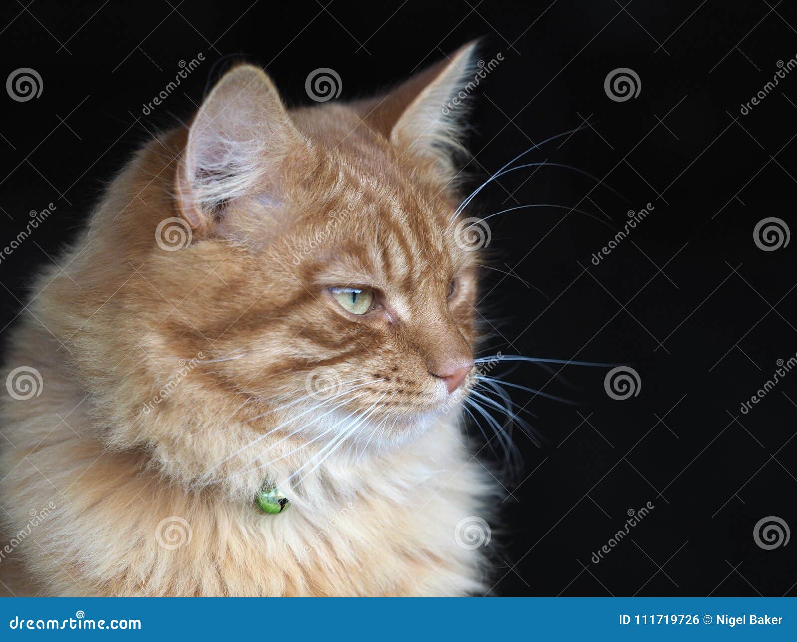 Beautiful Ginger Cat stock photo. Image of cute, ears - 111719726