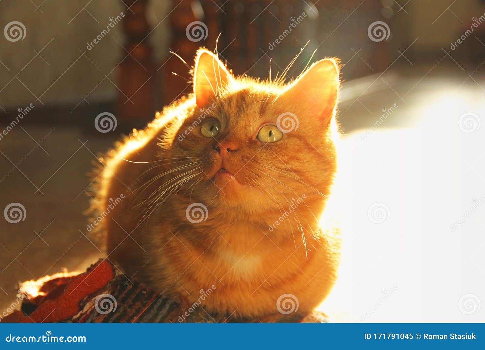 Beautiful Ginger Cat in the House. Pet Stock Image - Image of puppy ...