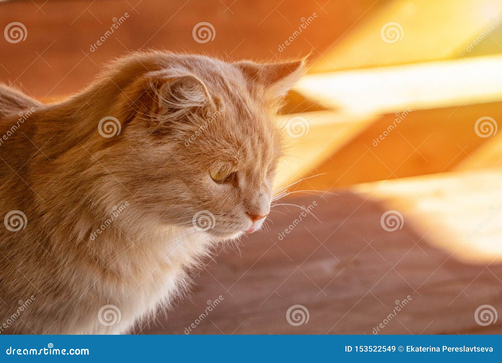 Beautiful Ginger Cat Looking To the Side Stock Image - Image of kitten ...