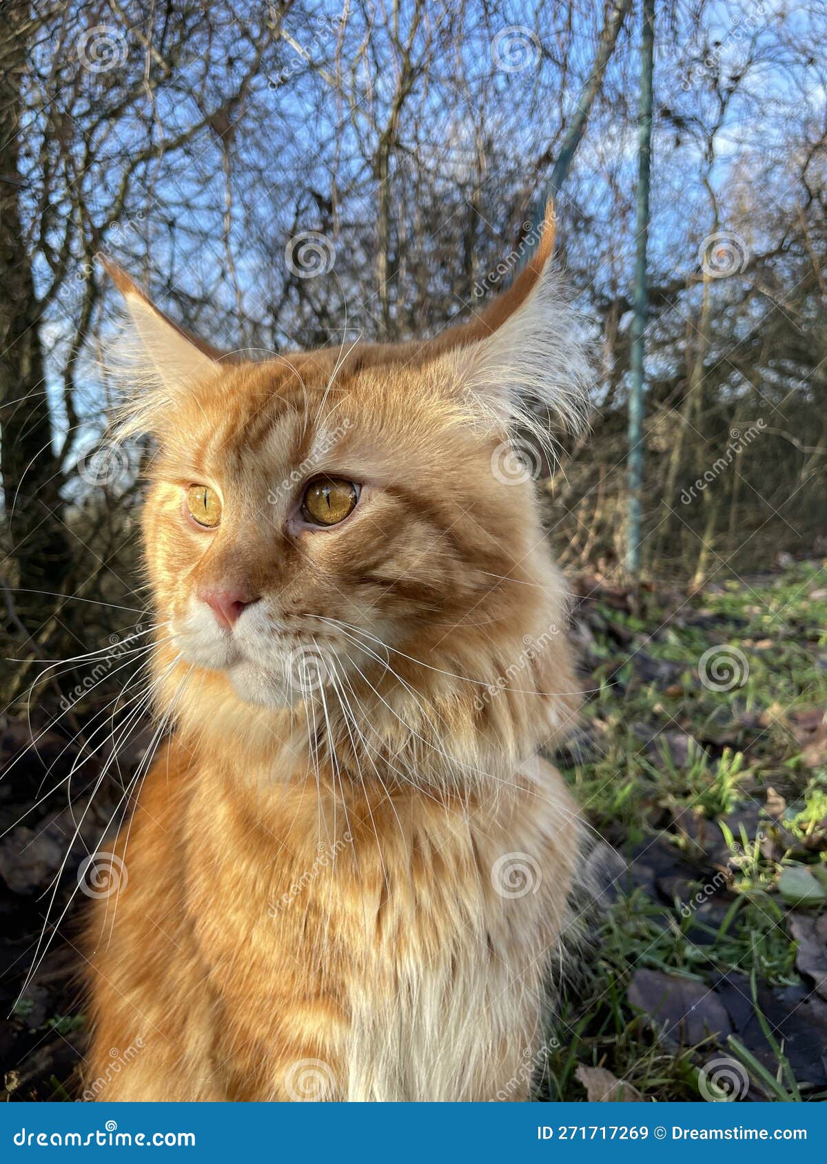 The main coon cat stock image. Image of whiskers, wildcat - 271717269