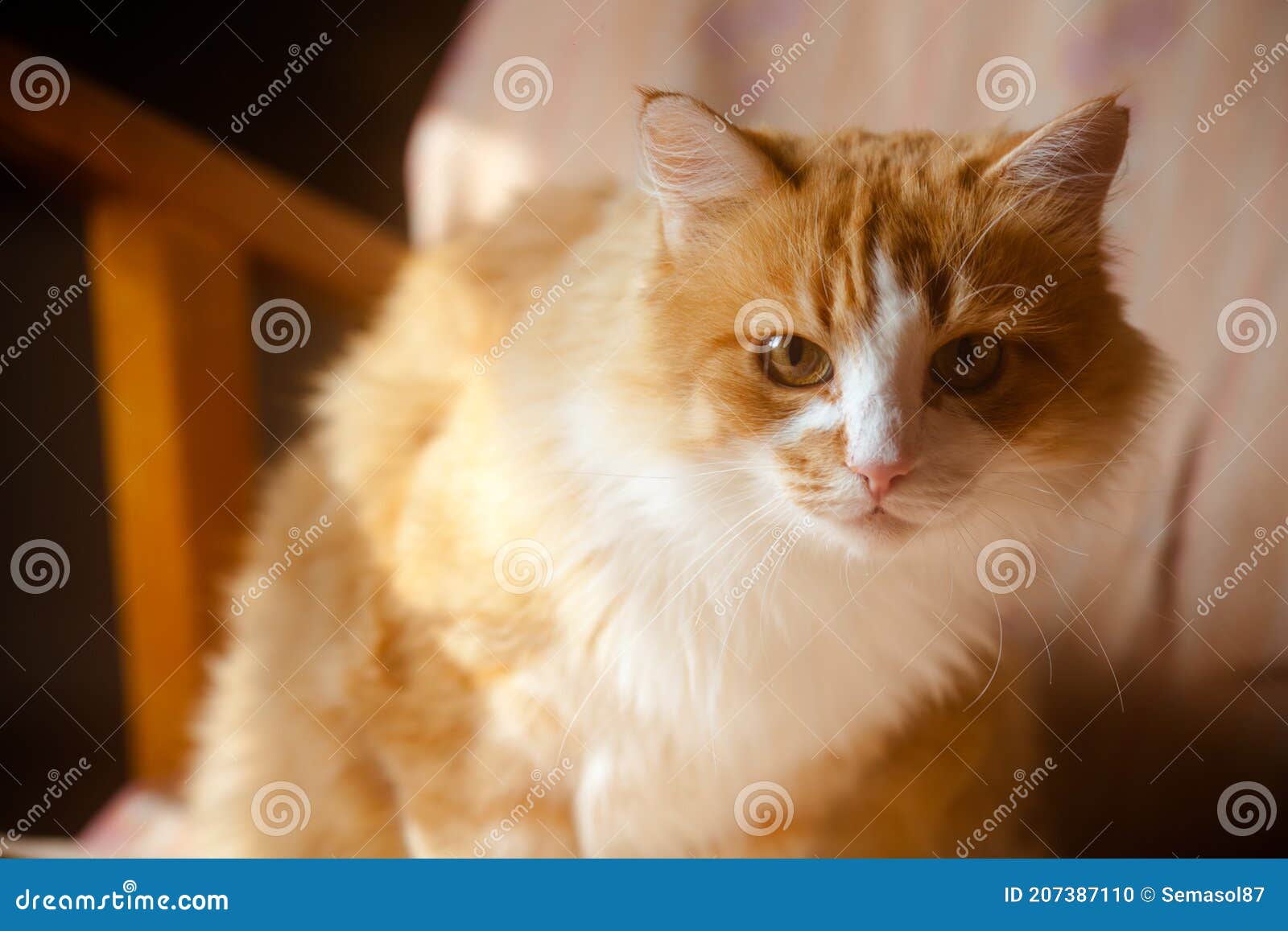Beautiful Ginger Cat. Portrait of a Fluffy Ginger Cat Stock Photo ...