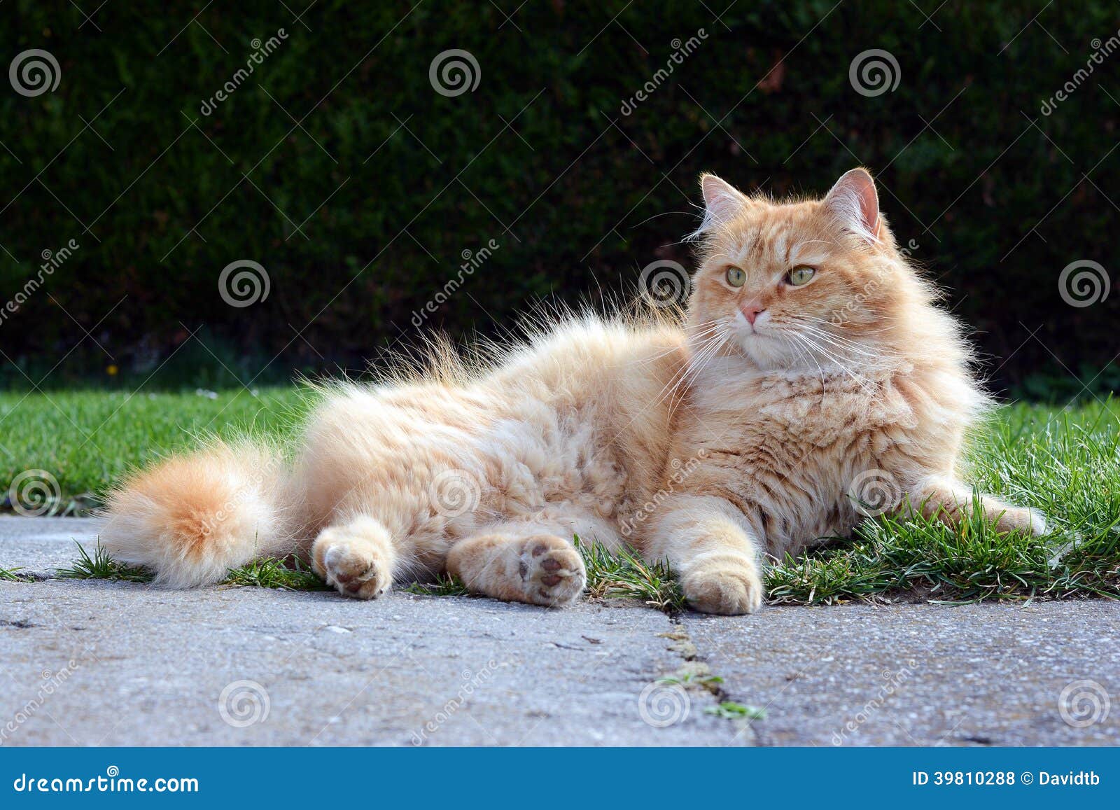 Beautiful Ginger Cat Relaxes Stock Photo - Image of life, expression ...