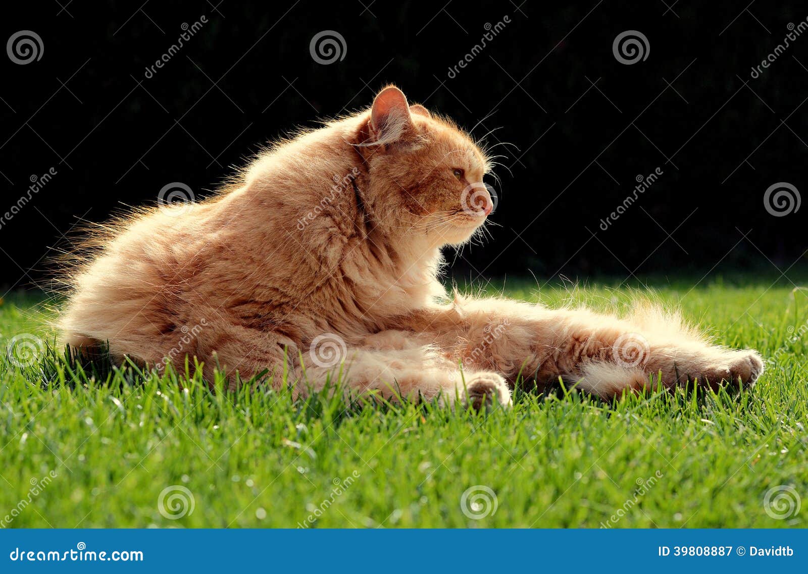Beautiful Ginger Cat Relaxes at Sunset Stock Image - Image of beautiful ...