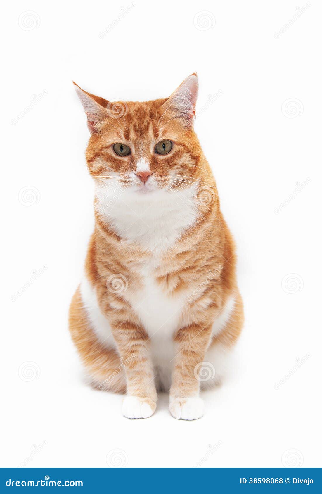 Beautiful ginger cat stock photo. Image of isolated, striped - 38598068