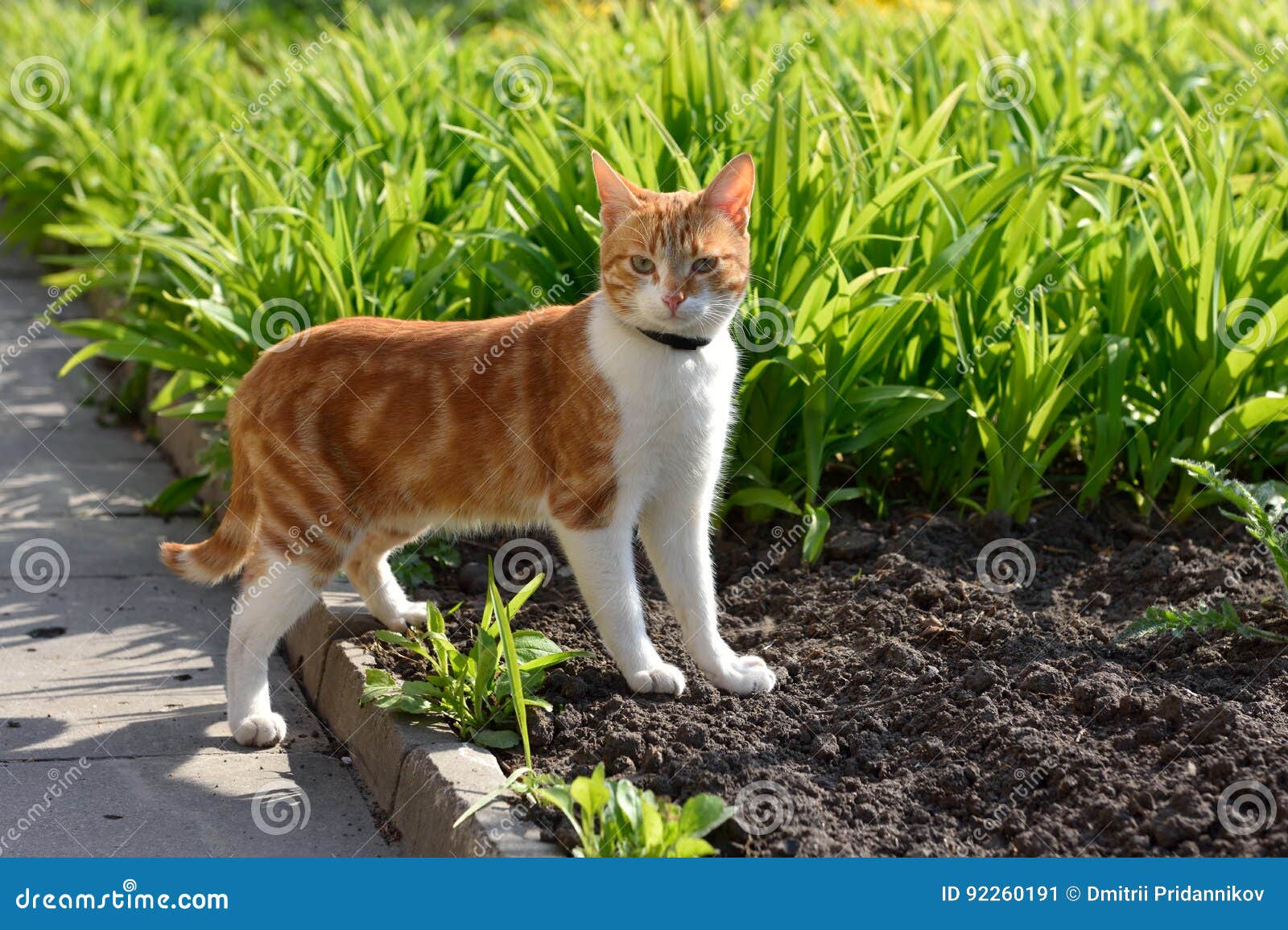 A beautiful ginger cat stock image. Image of background - 92260191
