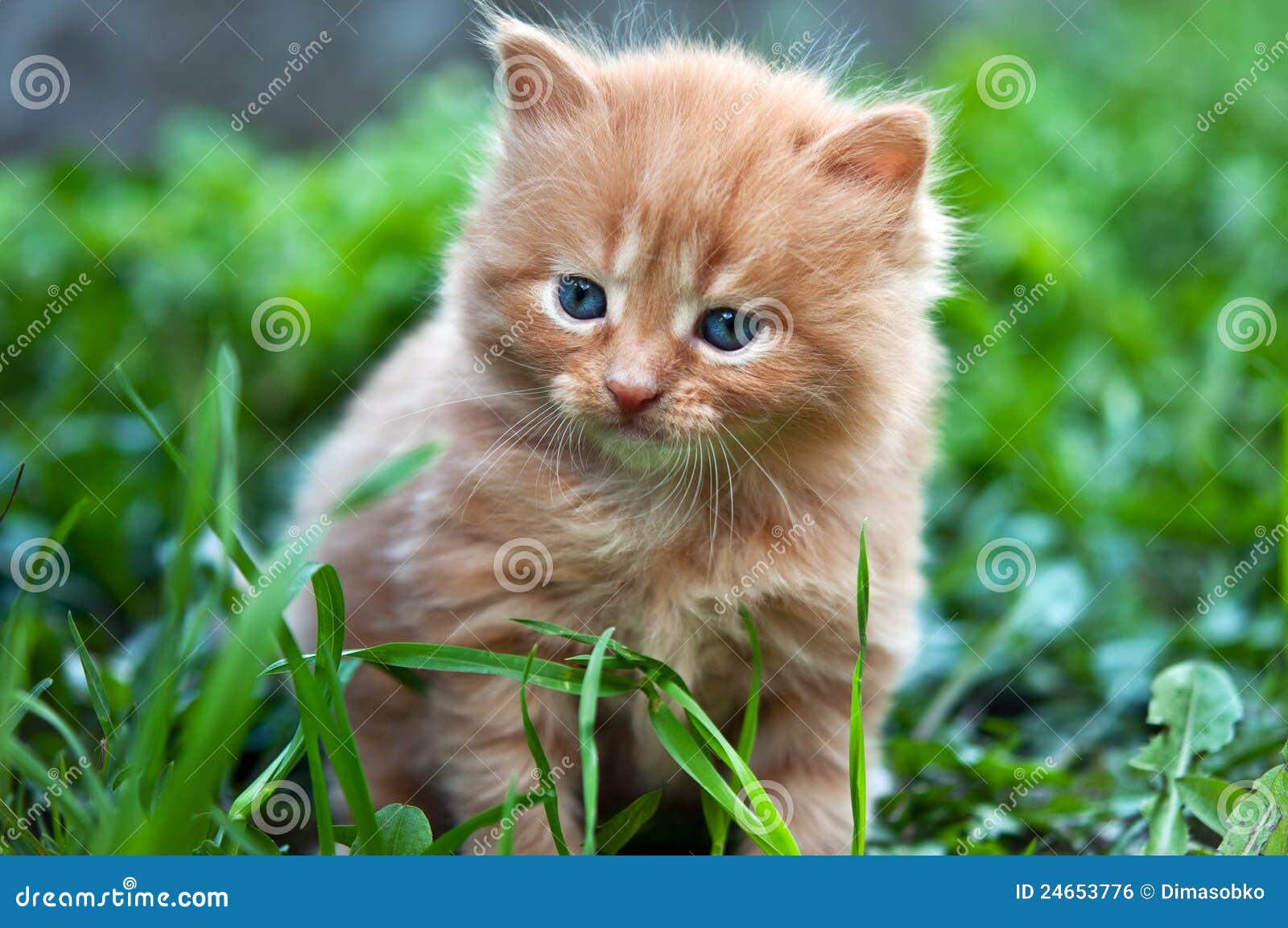 Beautiful ginger kitten stock photo. Image of adorable - 24653776