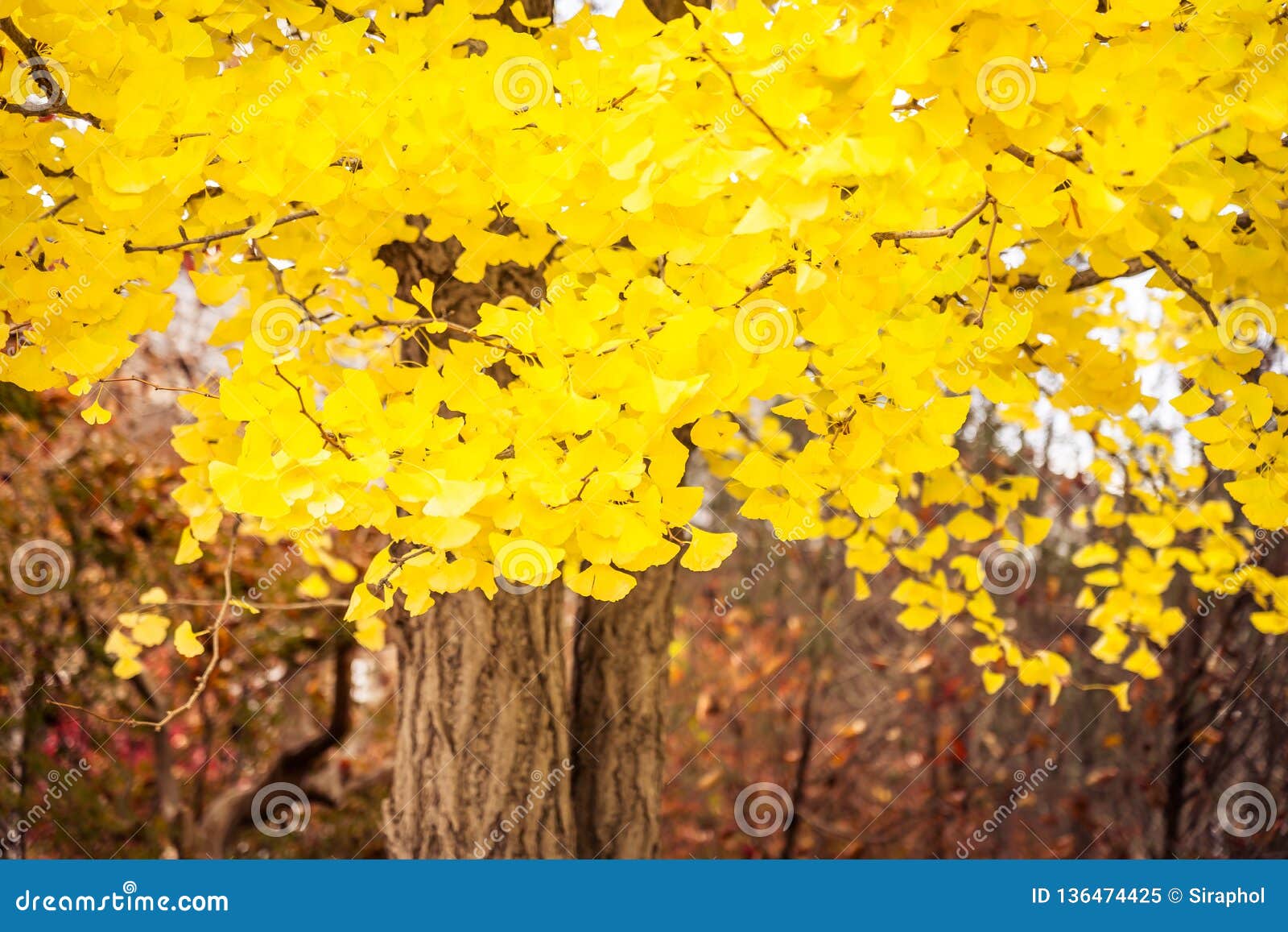 Beautiful ginko leaf tree stock image. Image of leaf - 136474425
