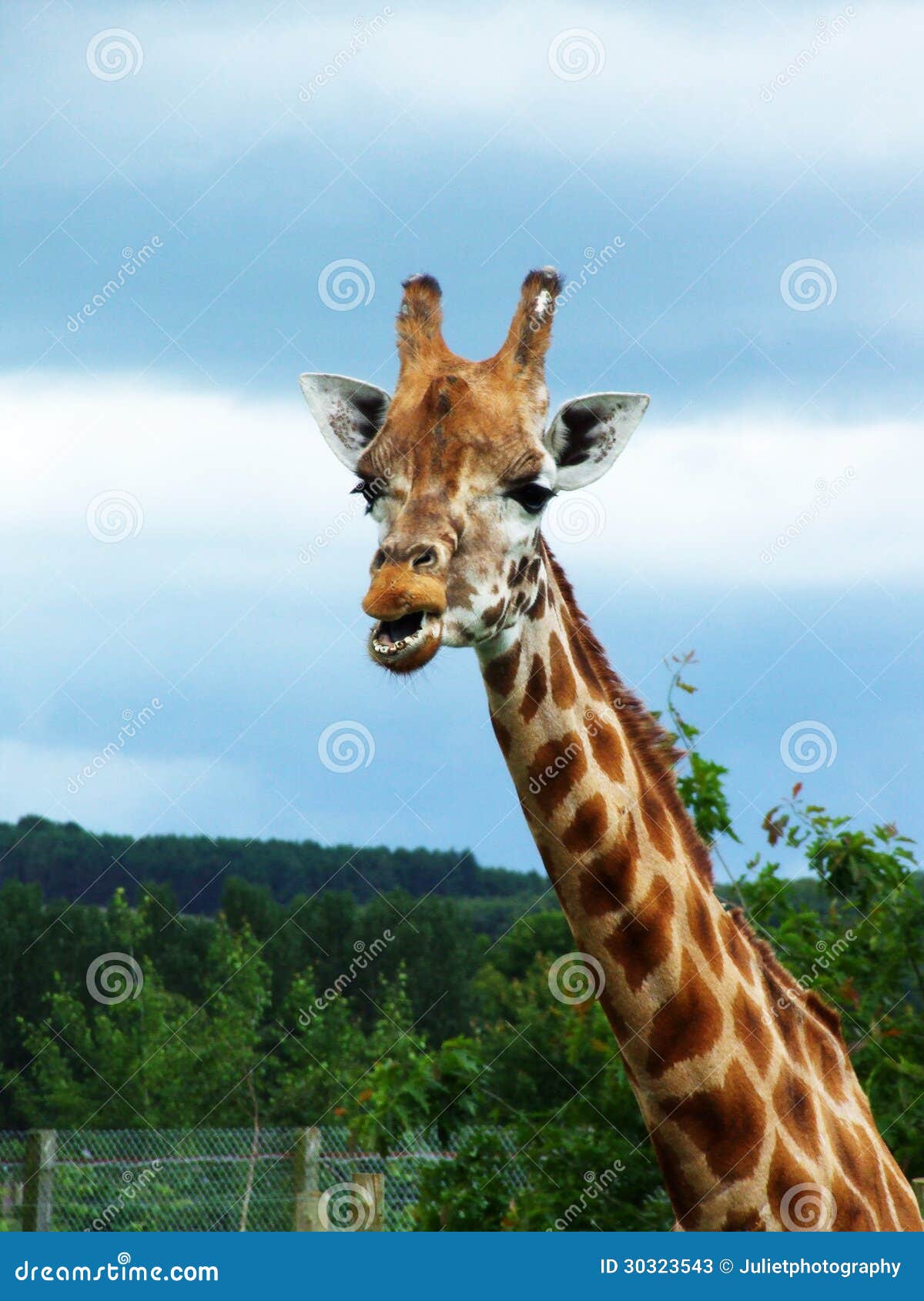 Beautiful giraffe stock image. Image of giraffa, brown - 30323543