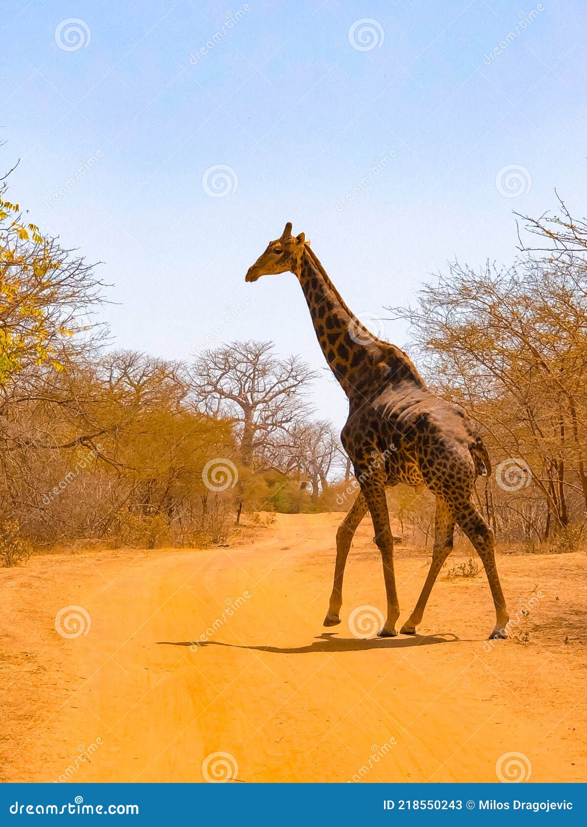 Beautiful Giraffe stock image. Image of beautiful, walk - 218550243