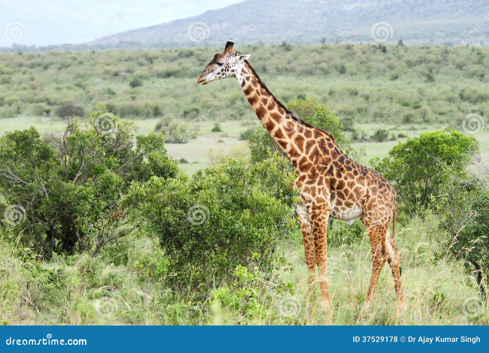 A Beautiful Giraffe in the Green Bushes Stock Photo - Image of horn ...