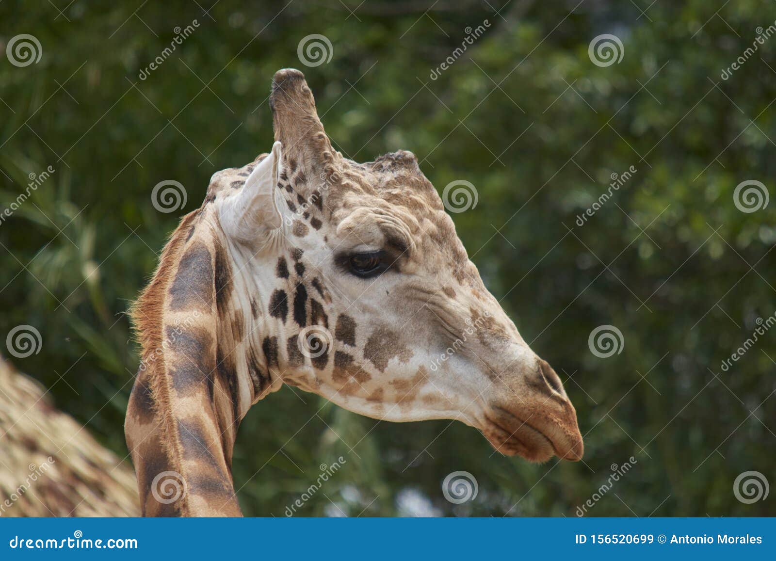 Beautiful Giraffe in Nature Stock Image - Image of face, nature: 156520699