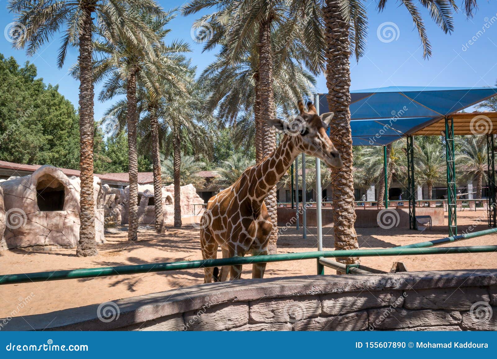 Beautiful Giraffe between Palm Trees the Jungle Zoo Stock Photo - Image ...