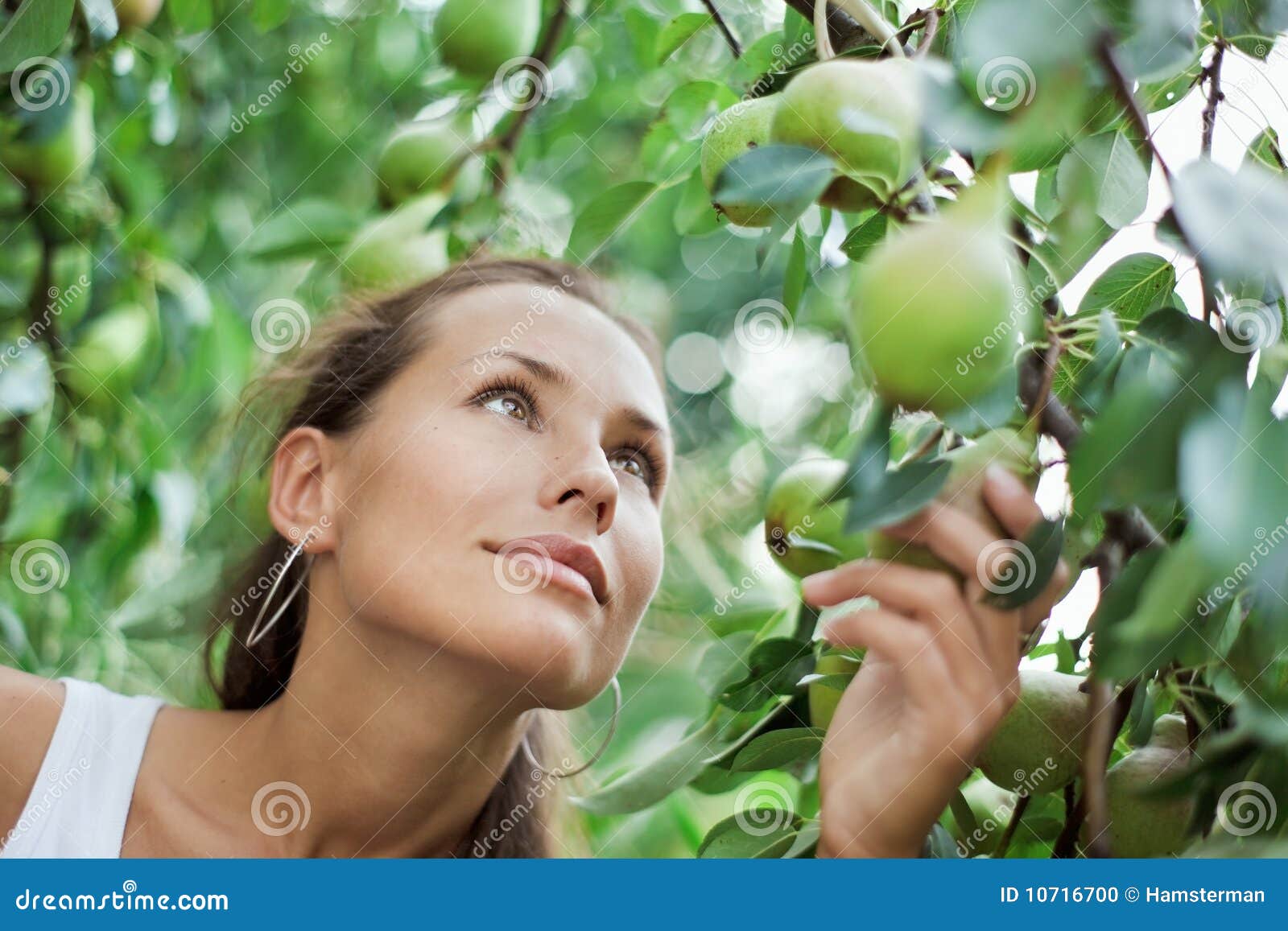 Beautiful Girl Picking the Pear Stock Photo - Image of girls, little ...