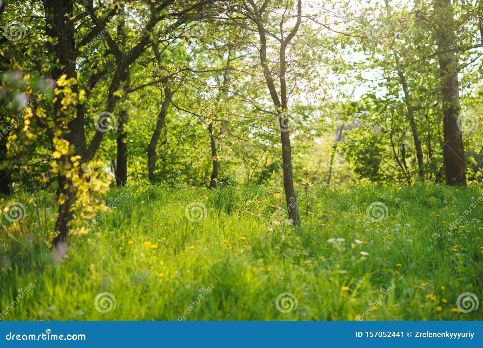 Beautiful glade in wood stock image. Image of nature - 157052441