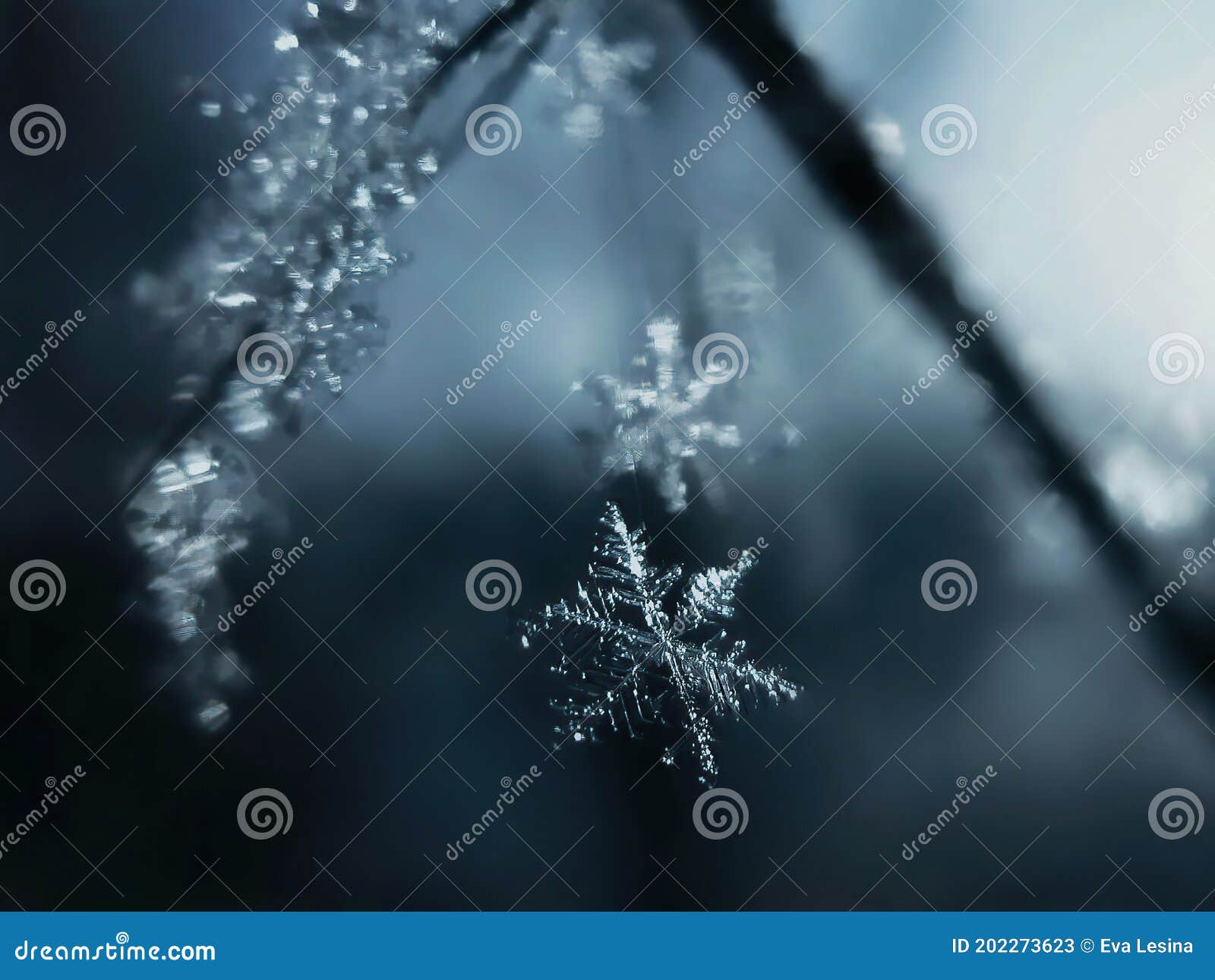 A Beautiful Glittering Flying Snowflake Stock Image - Image of fragile ...