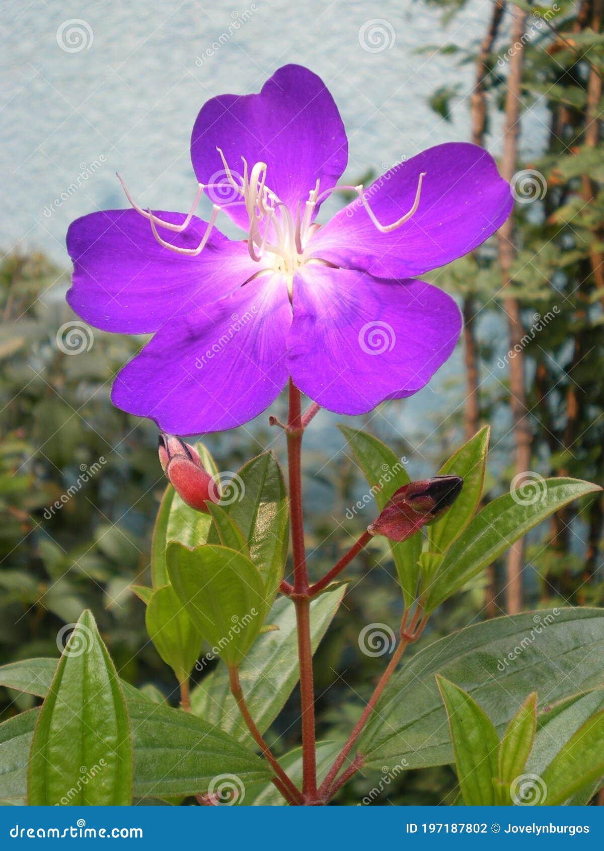 Angiosperm Flower stock photo. Image of petal, leaf - 197187802
