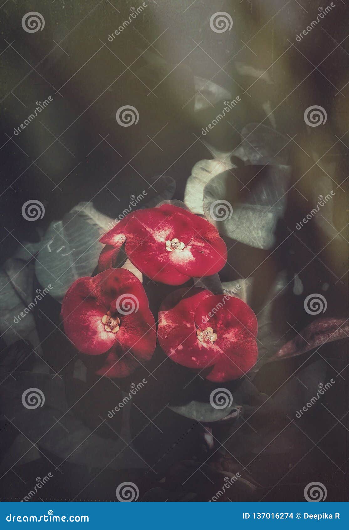 Beautiful Glorious Red Flowers Stock Photo - Image of sunlight, orange ...