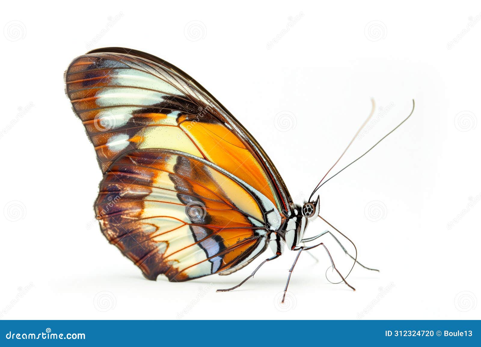 Beautiful Glory Of Bhutan Or Goliath Butterfly Isolated On A White ...