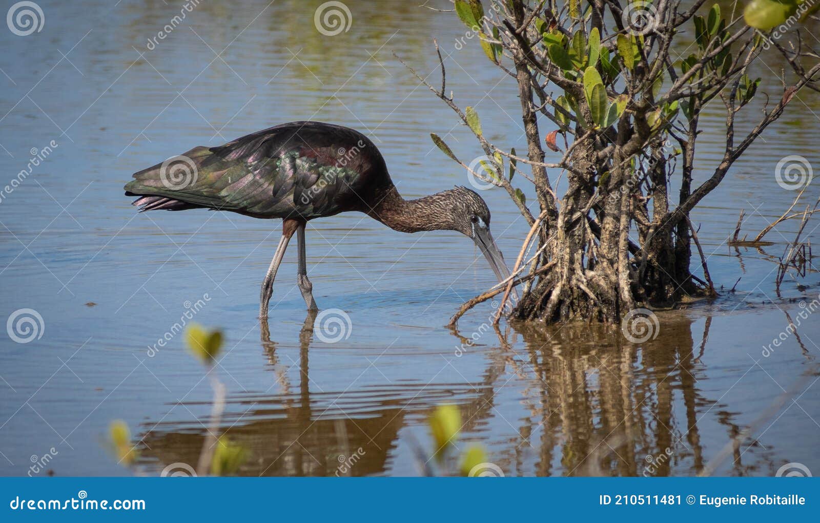 Beautiful Glossy ibis stock image. Image of bill, nature - 210511481