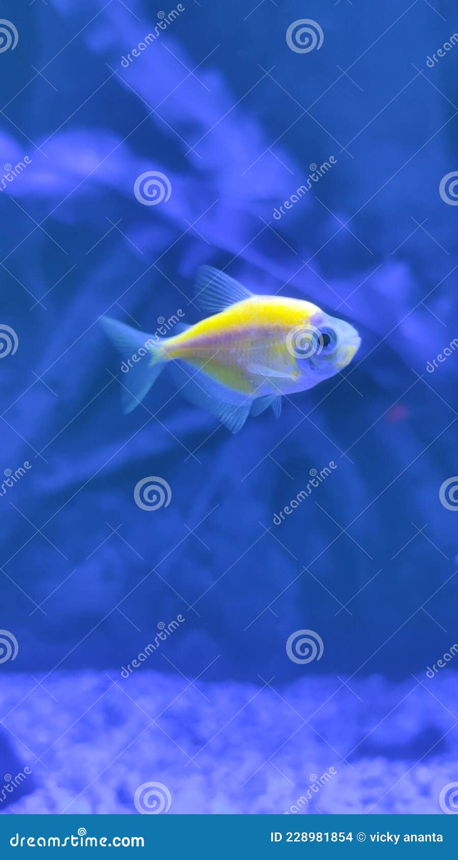 Beautiful Glow Fish in Blue Lighting Stock Photo - Image of yellow ...