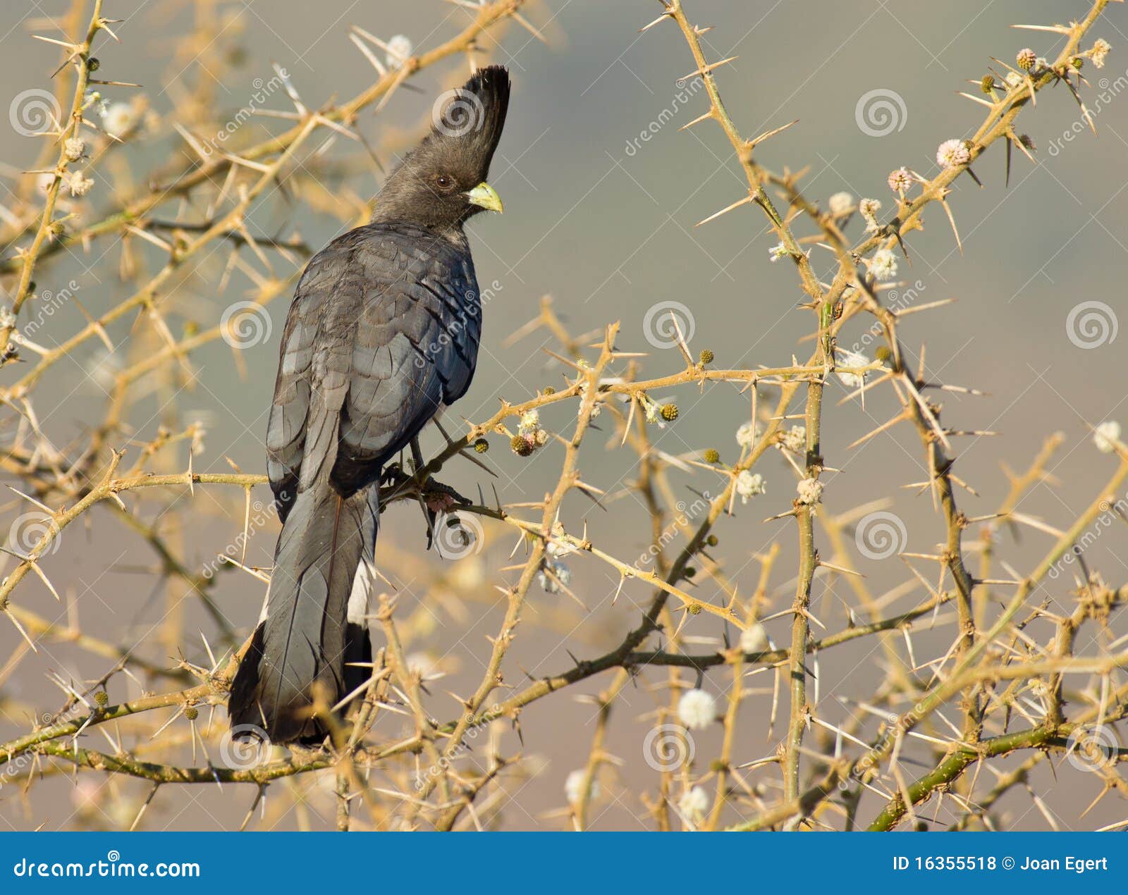A beautiful Go-away Bird stock photo. Image of national - 16355518