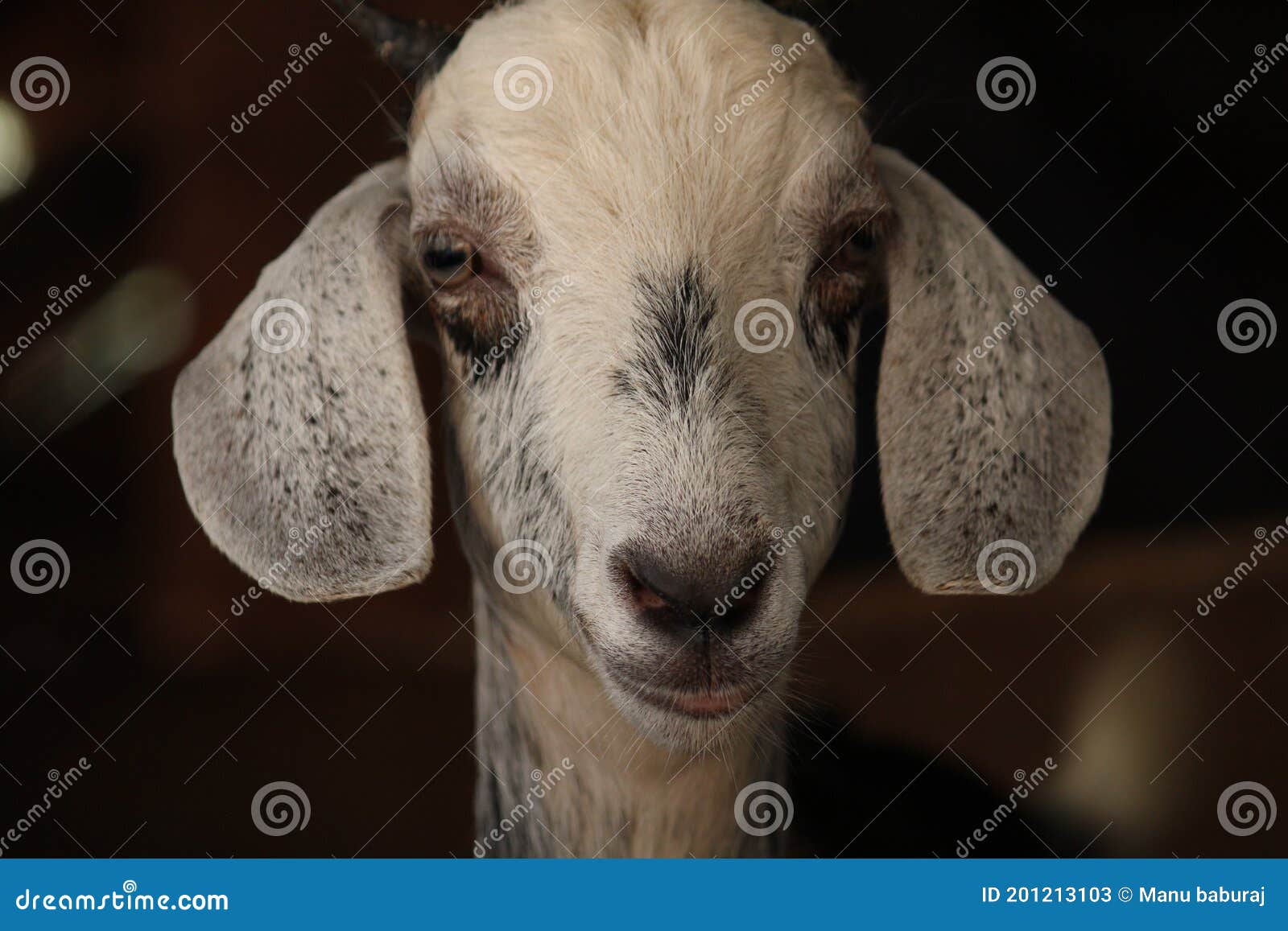 A beautiful goat. stock image. Image of goats, head - 201213103