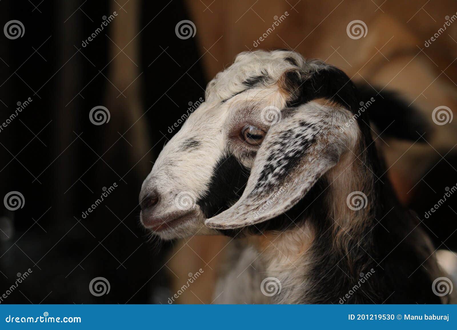 A beautiful goat. stock photo. Image of animal, organ - 201219530