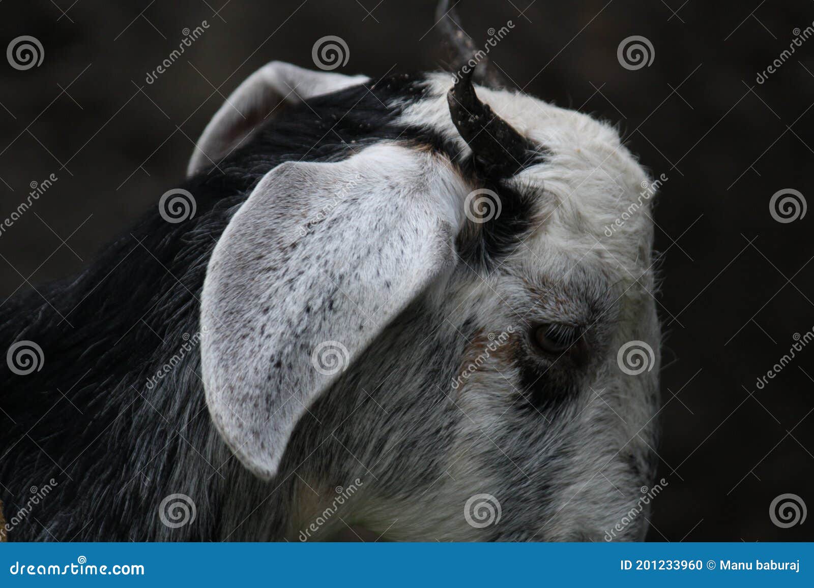 A beautiful goat. stock photo. Image of mane, wildlife - 201233960