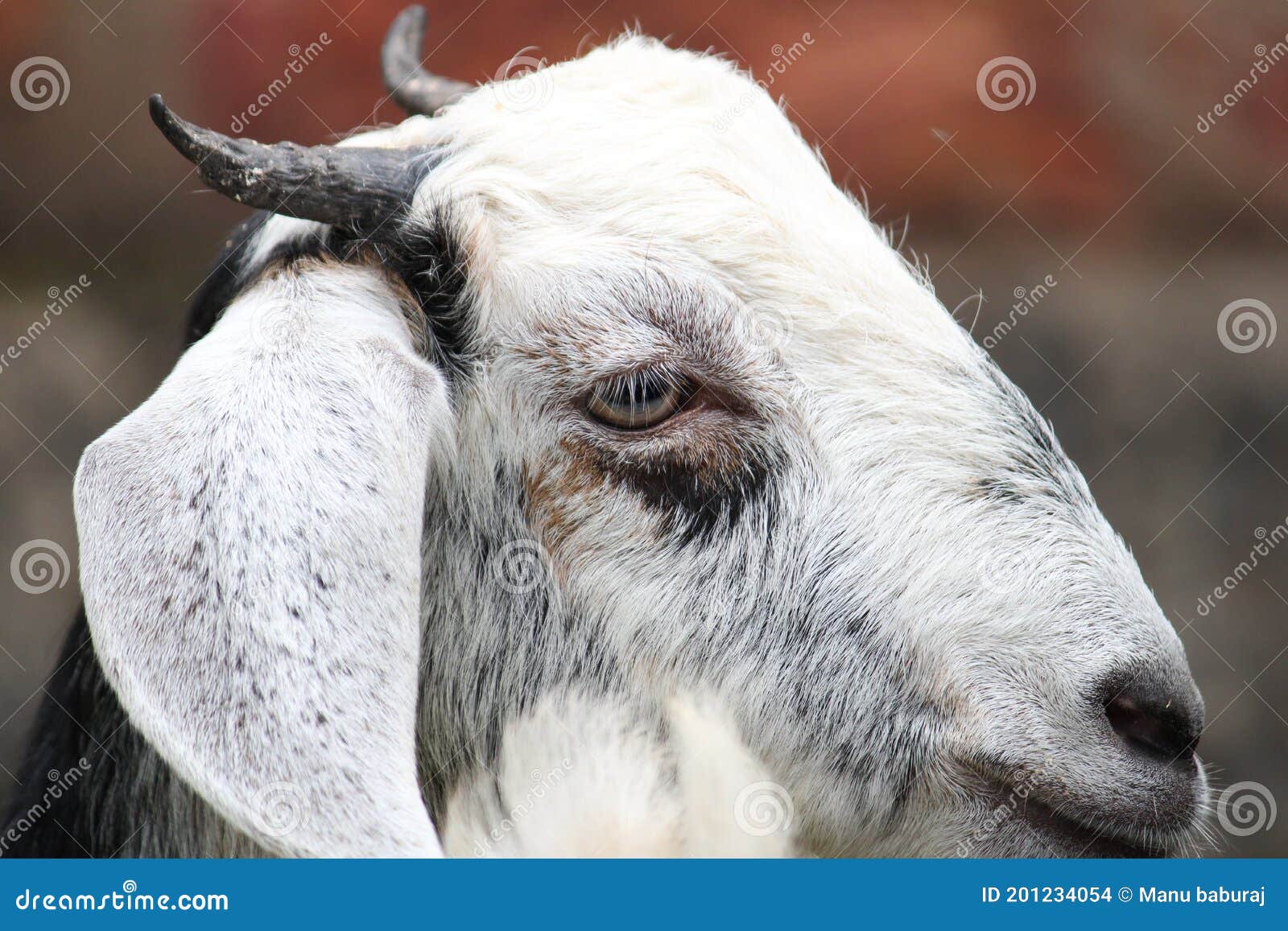 A beautiful goat. stock photo. Image of animal, goats - 201234054