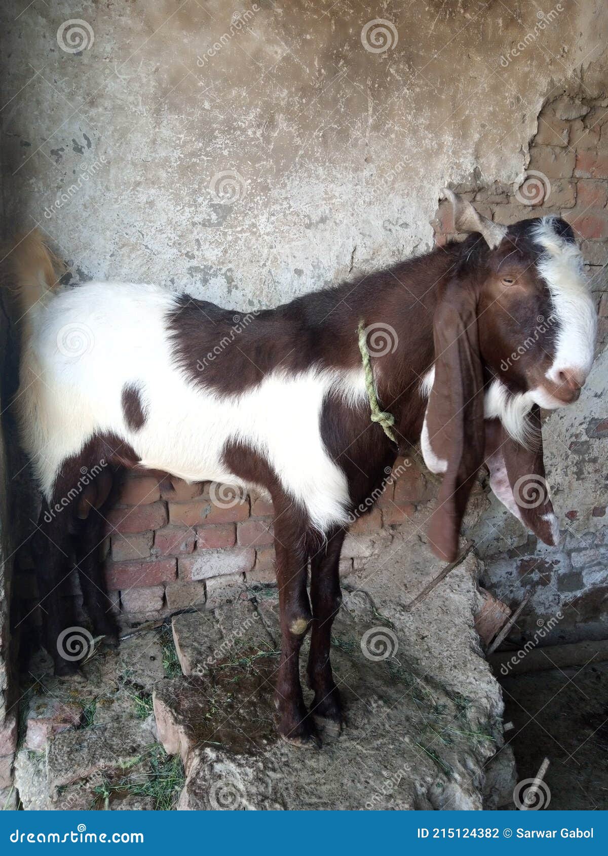 Beautiful goat stock photo. Image of pakistan, beautiful - 215124382