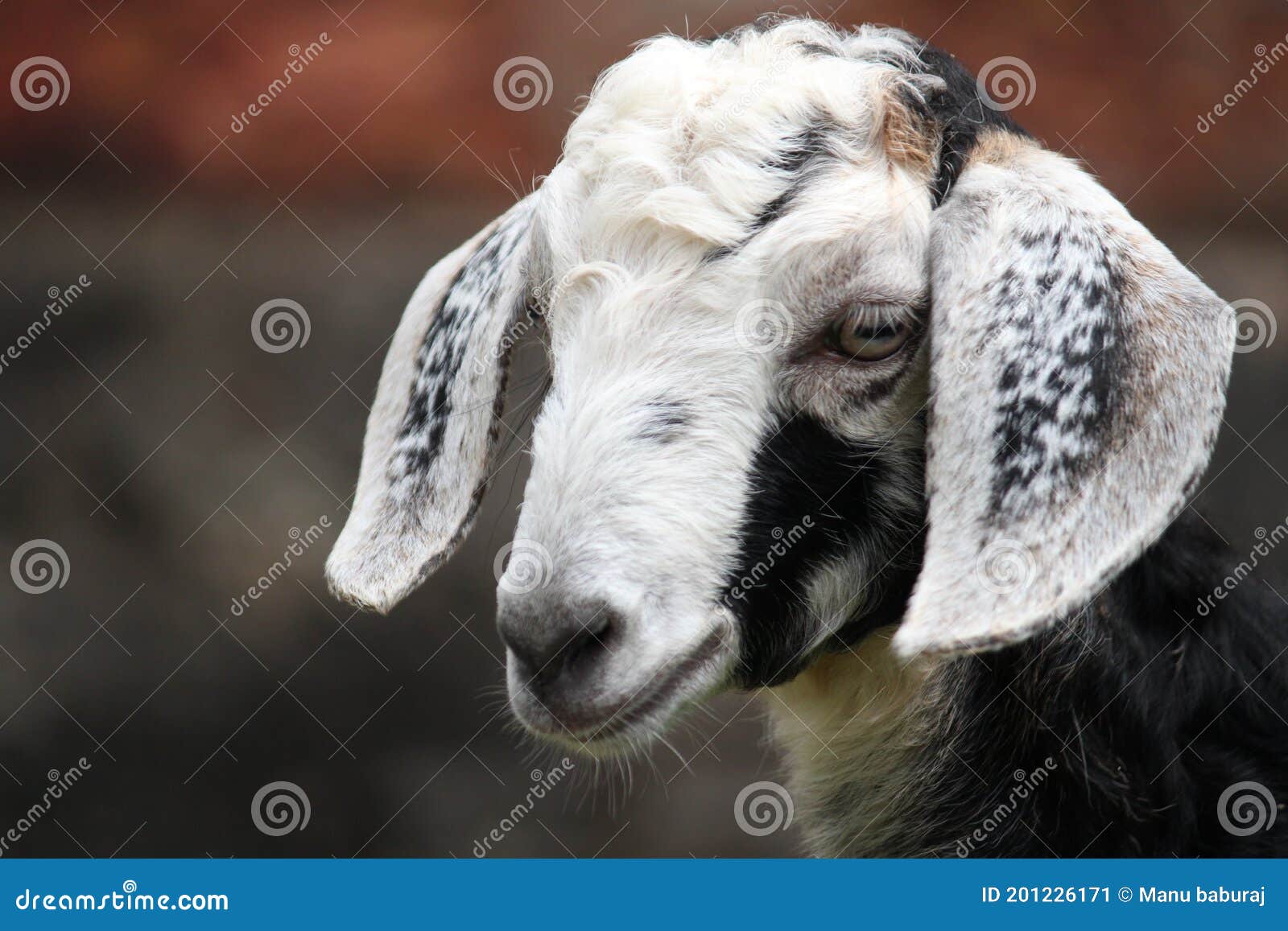 A beautiful goat. stock image. Image of horn, bovine - 201226171