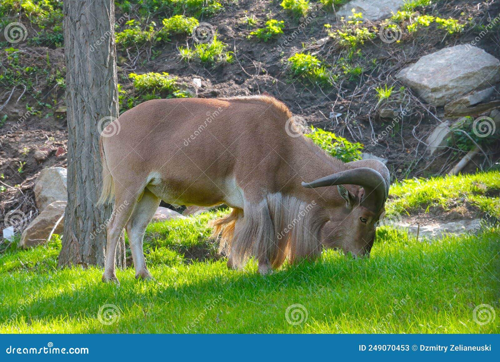 A Beautiful Goat with Big Horns Walks in the Meadow and Eats Green ...