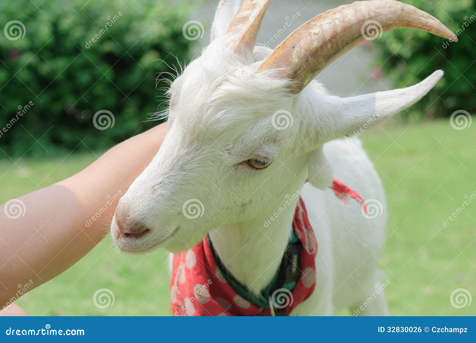 Beautiful goat stock photo. Image of nature, white, hand - 32830026