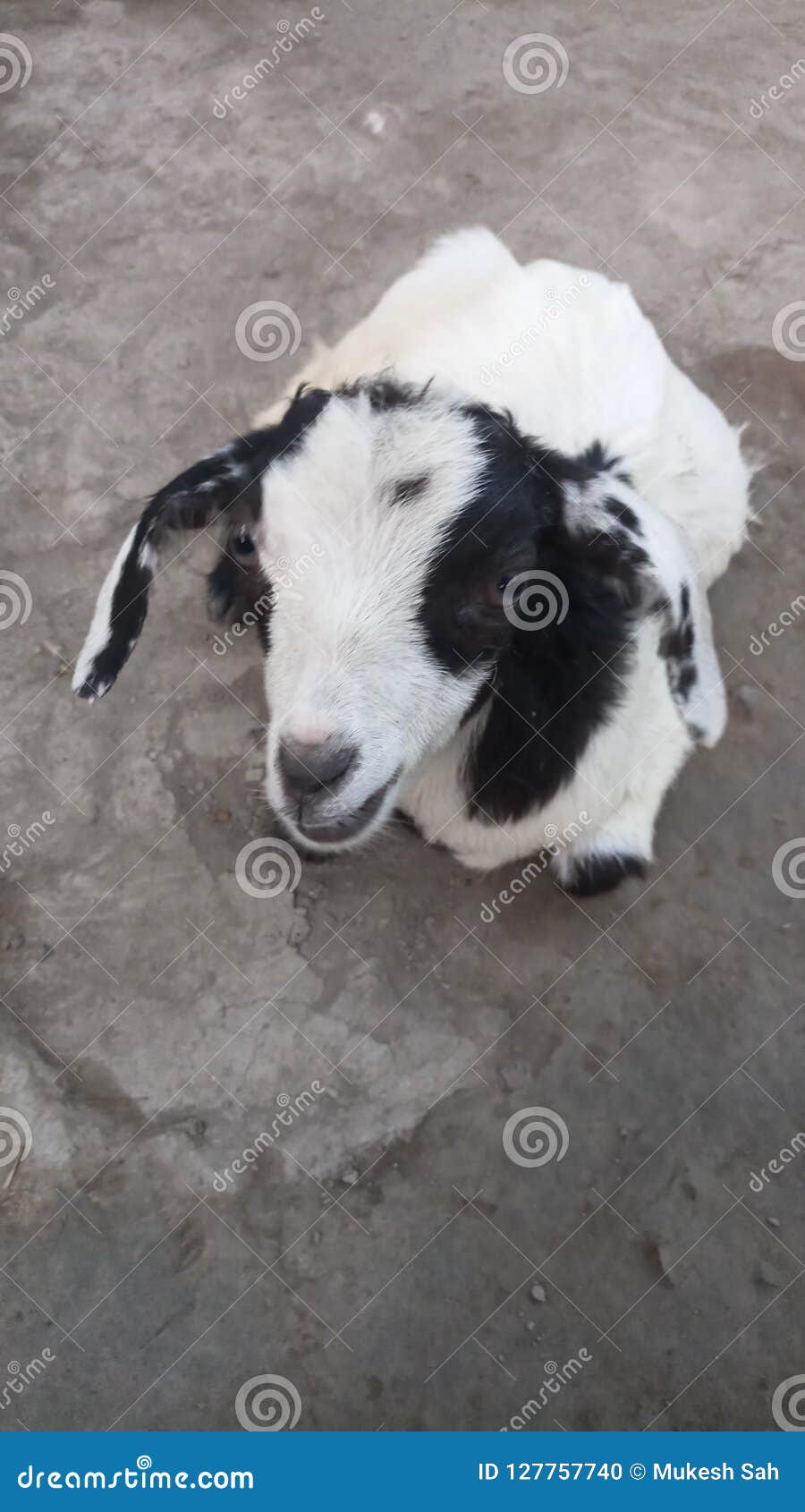 Beautiful Goat stock photo. Image of floor, goad, beautiful - 127757740