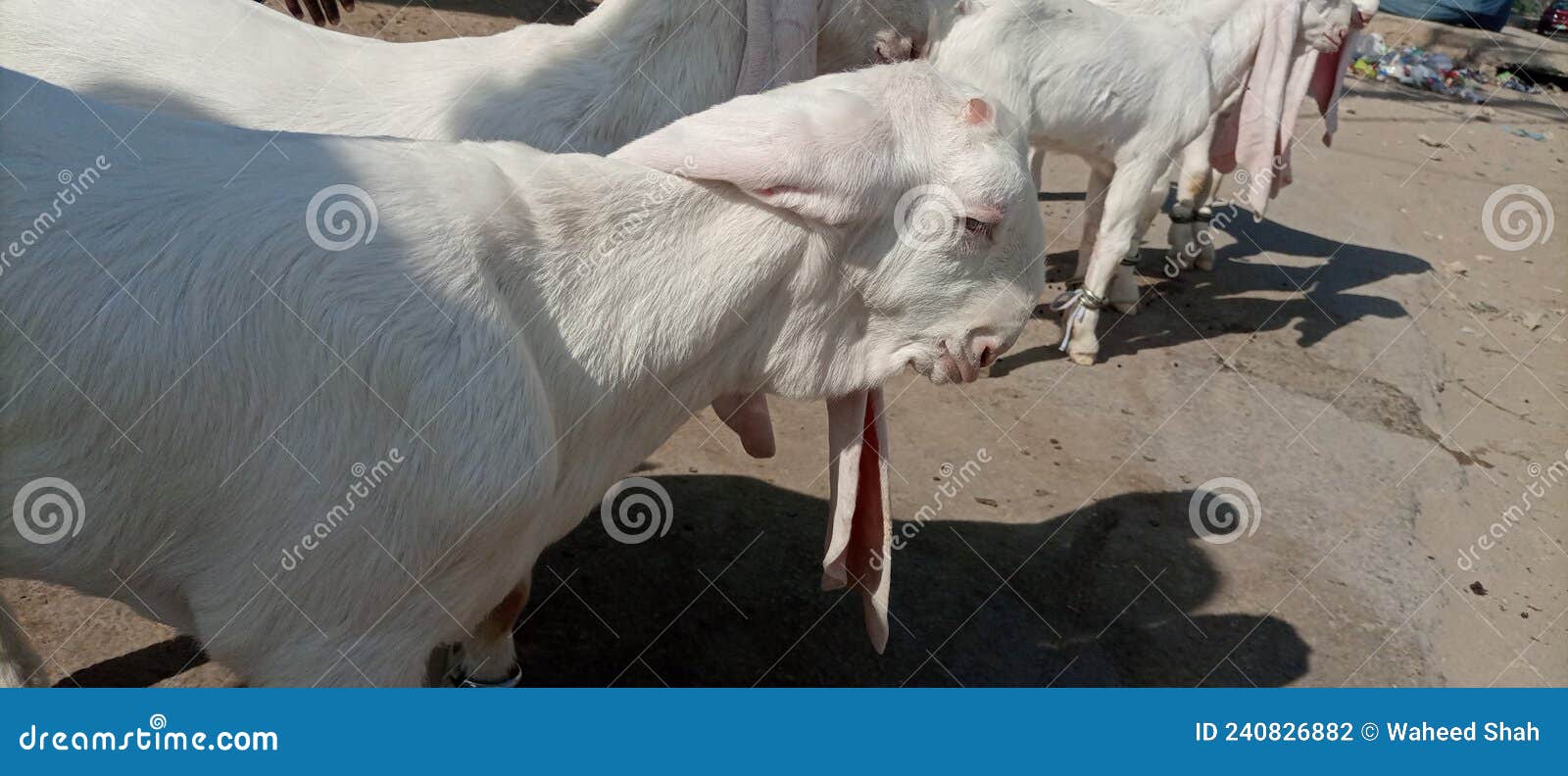 Beautiful Goat stock photo. Image of pakistan, goat - 240826882