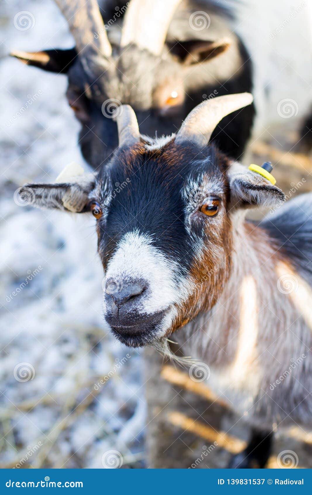 Beautiful Goat is Looking into the Camera. Close-up Stock Image - Image ...