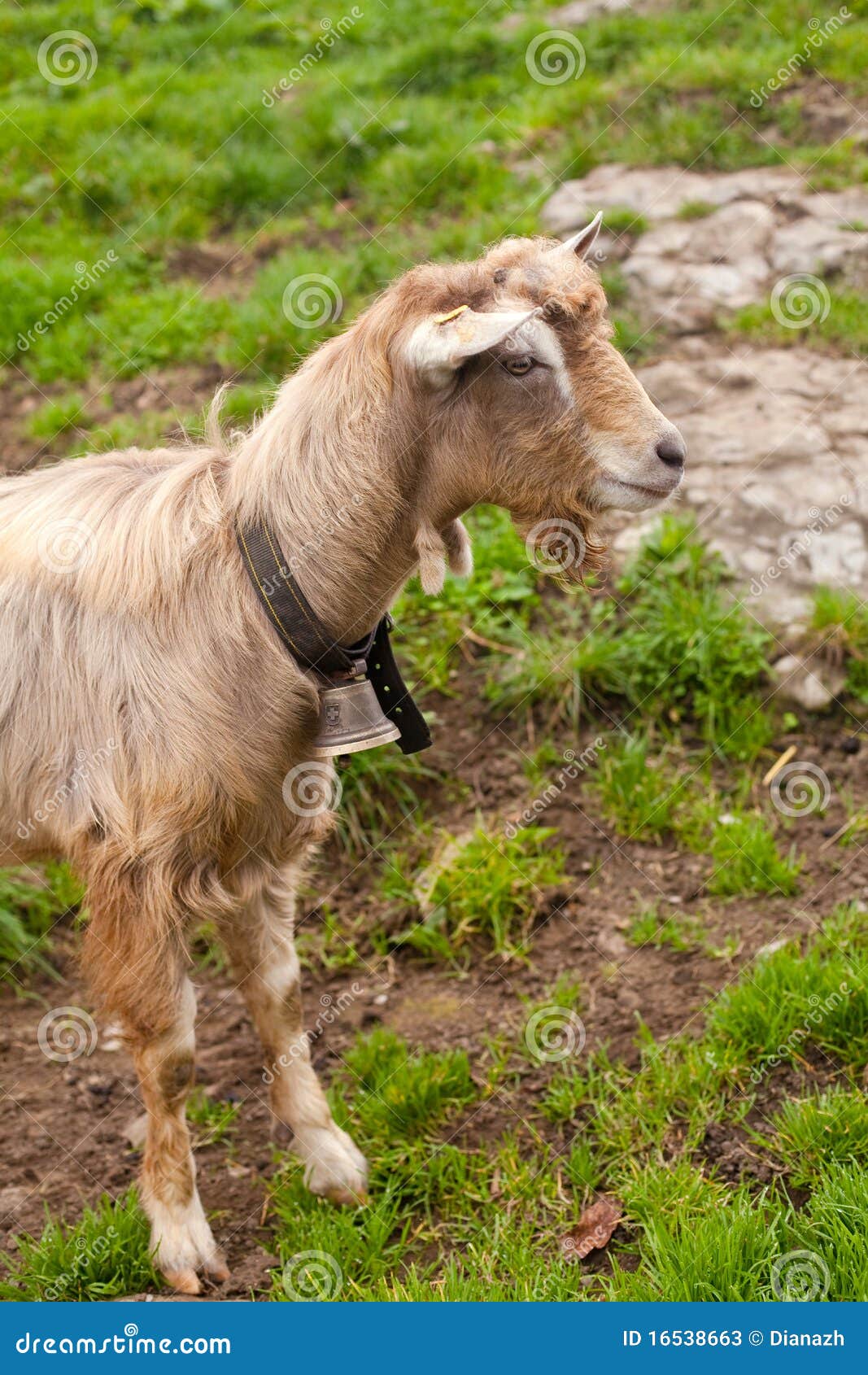 Beautiful Goat in Swiss Countryside Stock Image - Image of animal ...