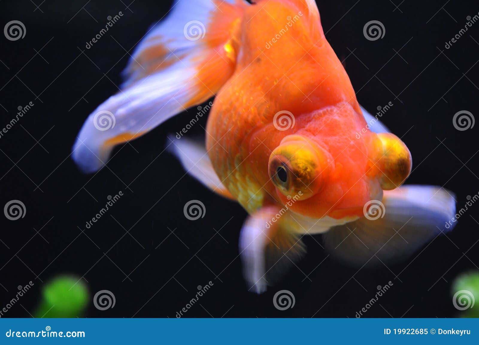 A beautiful gold fish stock image. Image of serene, culture - 19922685