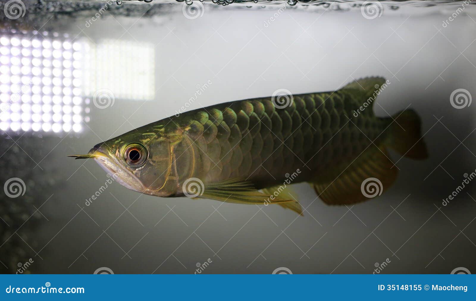 The Beautiful Golden Arowana Stock Image - Image of aquatic, oriental ...