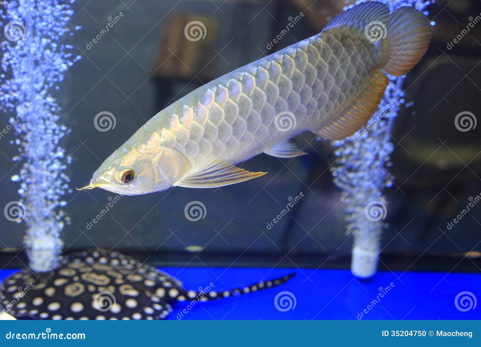 A beautiful golden arowana stock photo. Image of golden - 35204750
